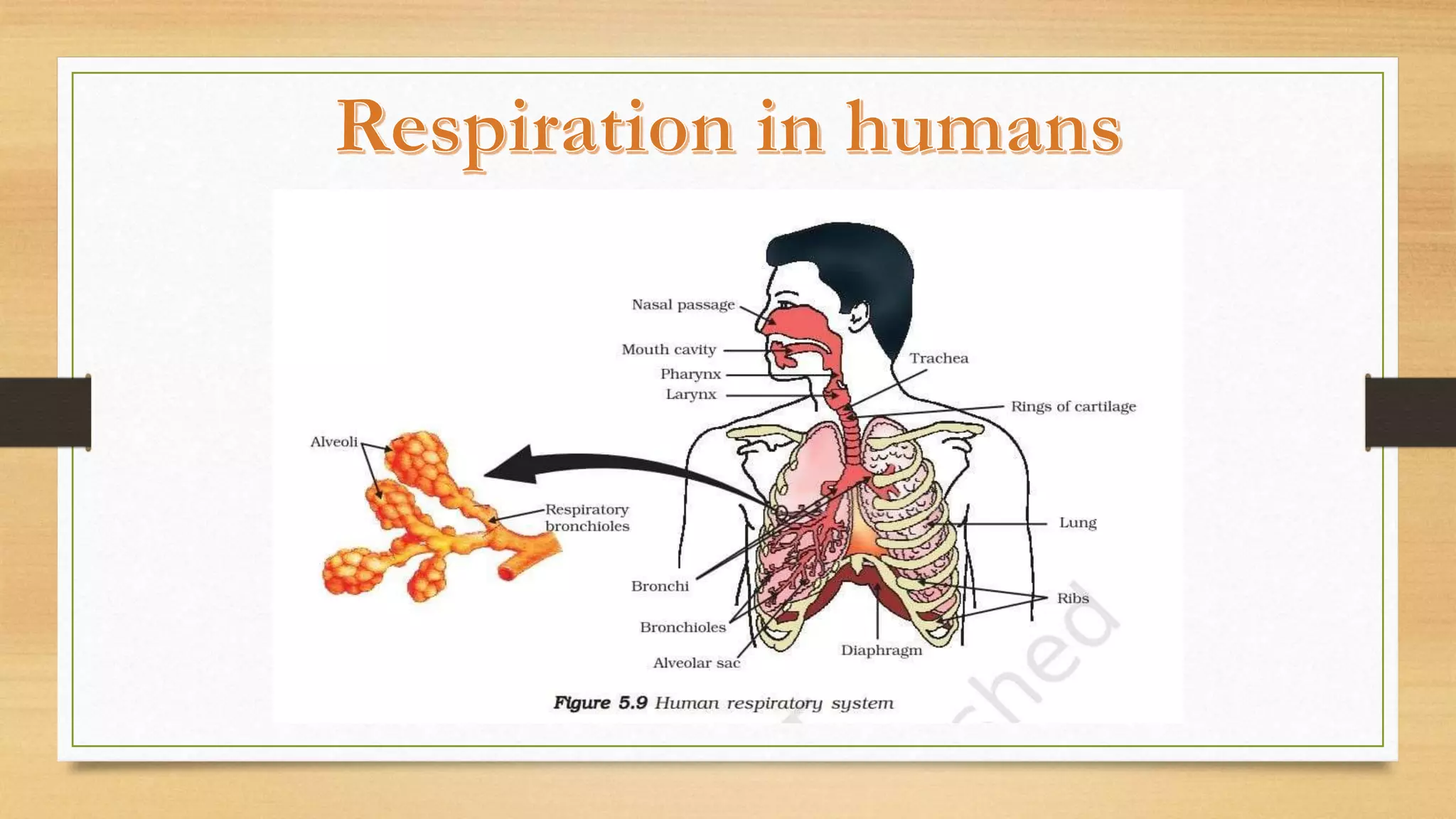 RESPIRATION.pptx