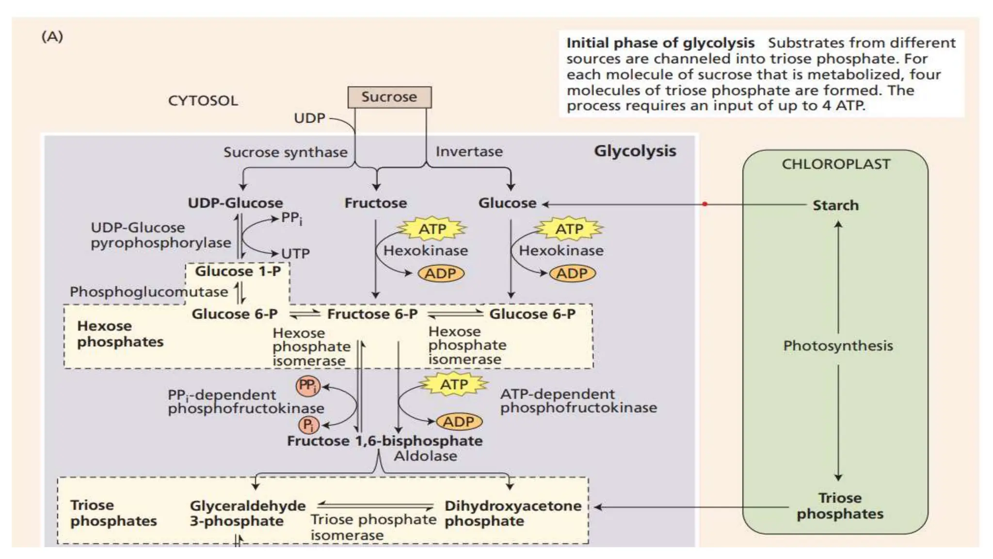 Respiration, types, glycolysis, kreb cycle | PPT