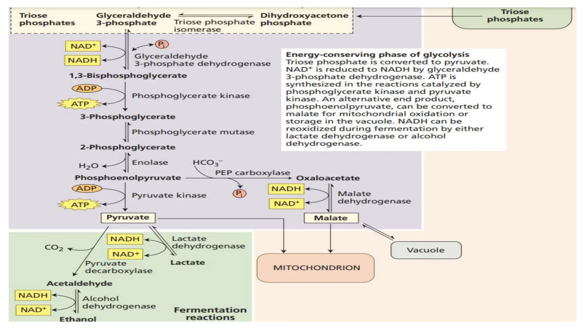 Respiration, types, glycolysis, kreb cycle | PPT