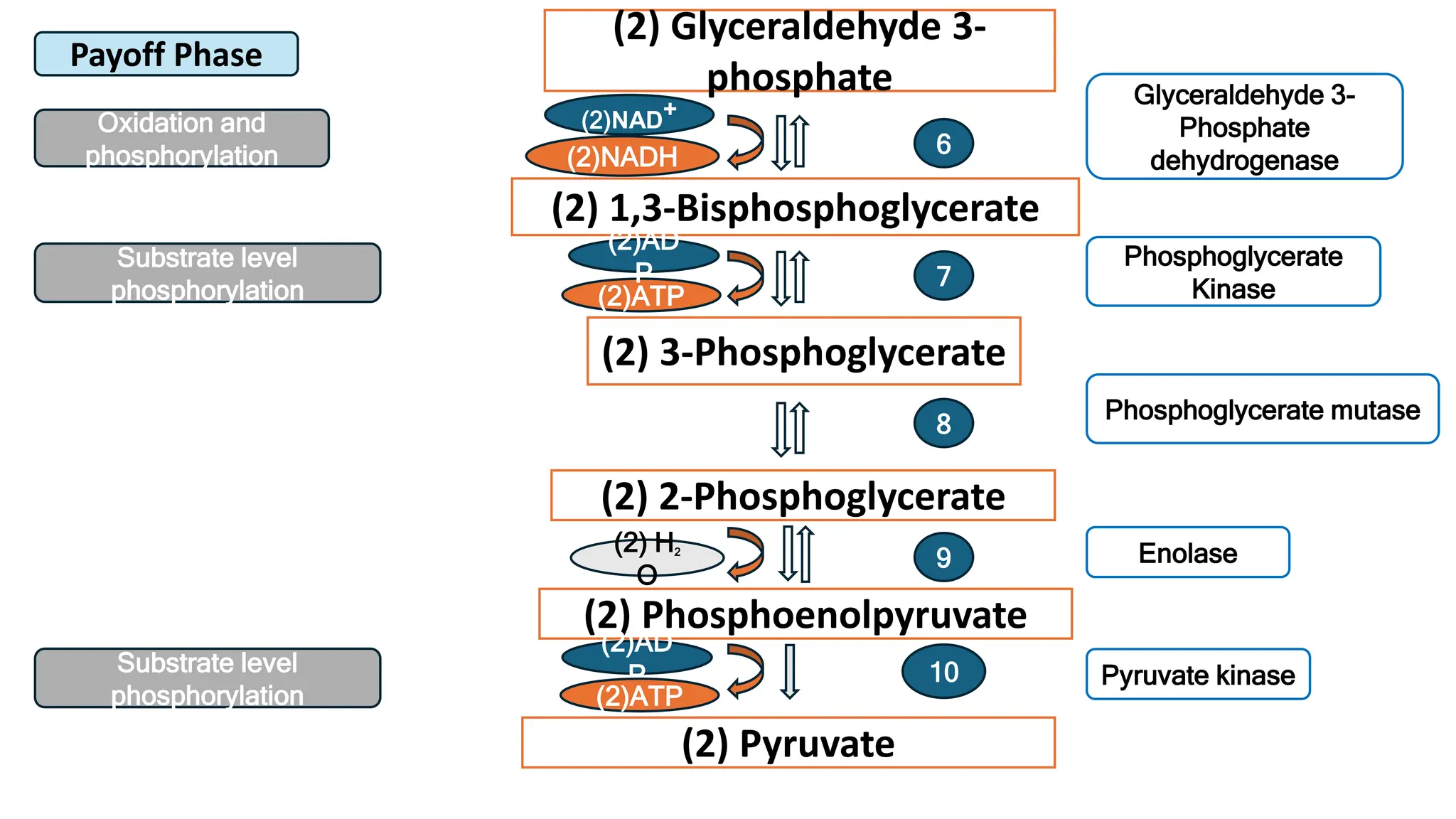 Respiration, types, glycolysis, kreb cycle | PPT