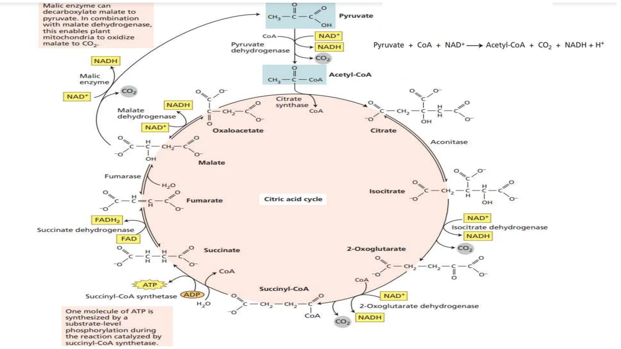 Respiration, types, glycolysis, kreb cycle | PPT