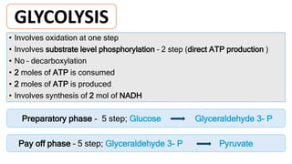 Respiration, types, glycolysis, kreb cycle | PPT