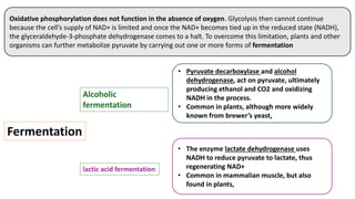 Respiration, types, glycolysis, kreb cycle | PPT