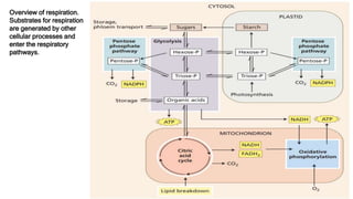 Respiration, types, glycolysis, kreb cycle | PPT