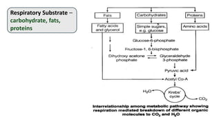 Respiration, types, glycolysis, kreb cycle | PPTX