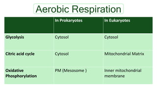 Respiration, types, glycolysis, kreb cycle | PPT