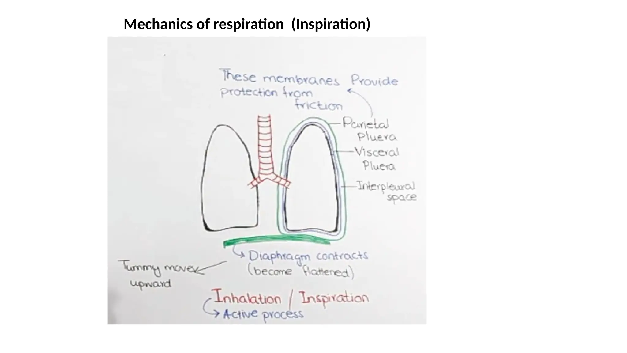 Respiration of human ................... | PPTX