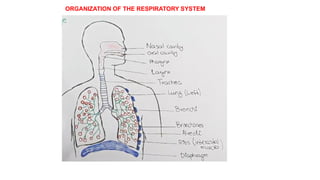 Respiration of human ................... | PPT