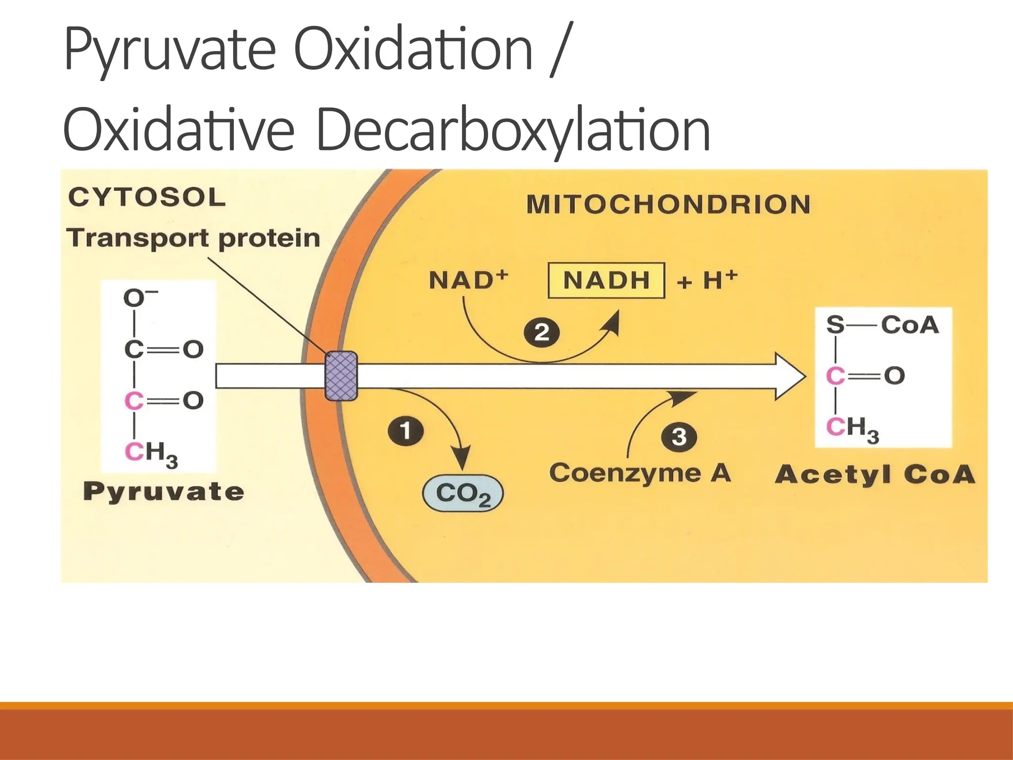Respiration for biology students major in microorganisms | PPTX