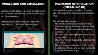 Respiration as a source of energy for the body processes.pptx
