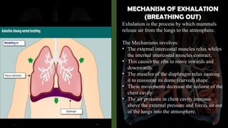 Respiration as a source of energy for the body processes.pptx
