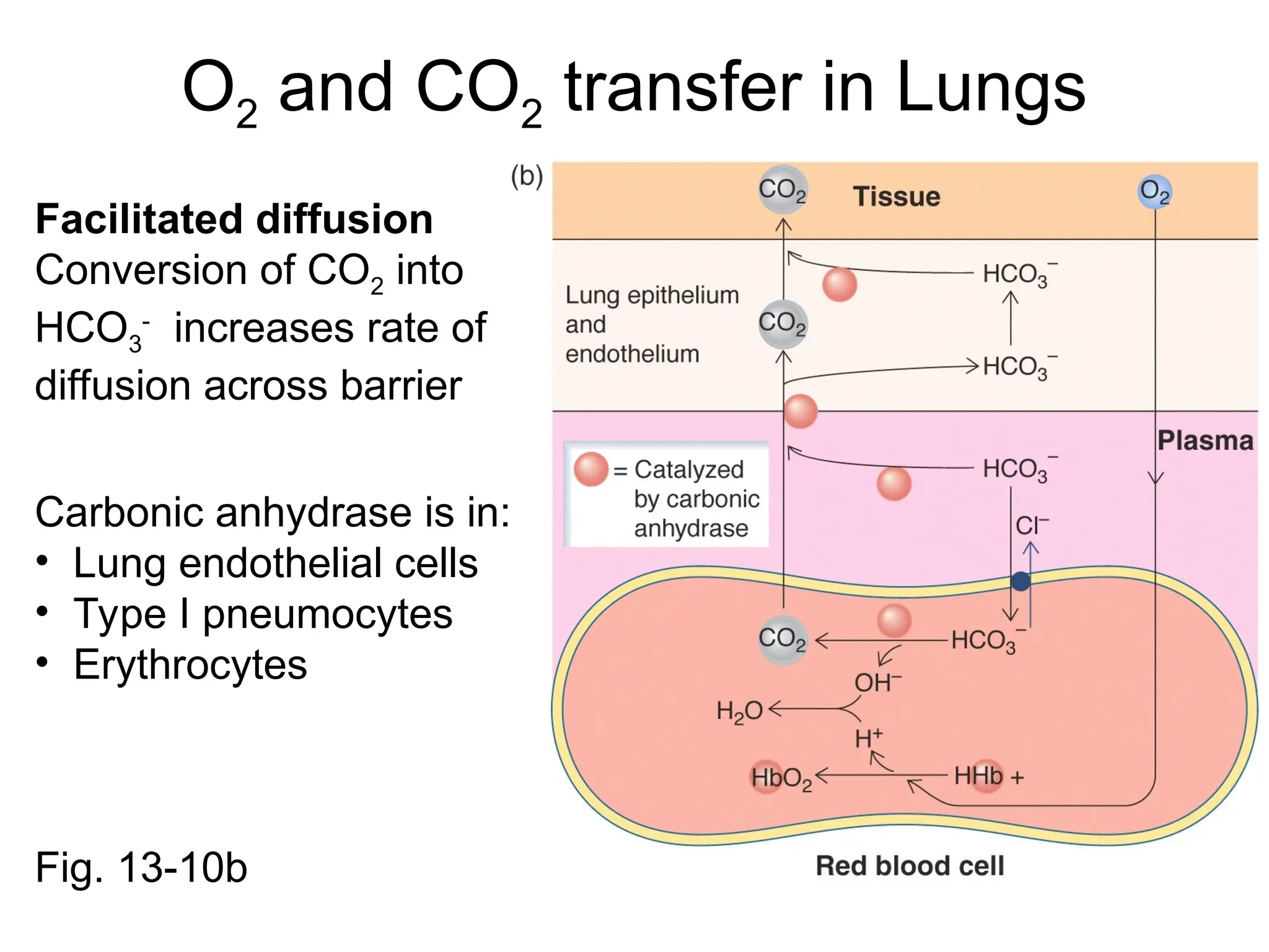 Respiratory system physiology, lung volumes and capacities | PPT