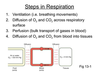 Respiratory system physiology, lung volumes and capacities | PPT