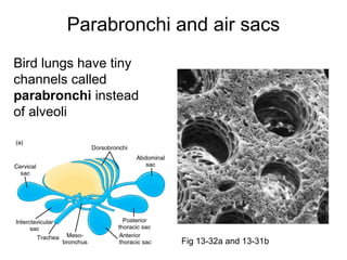 Respiratory system physiology, lung volumes and capacities | PPT
