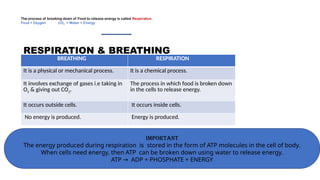 RESPIRATION IN PLANTS, ANIMALS& HUMANS.pptx