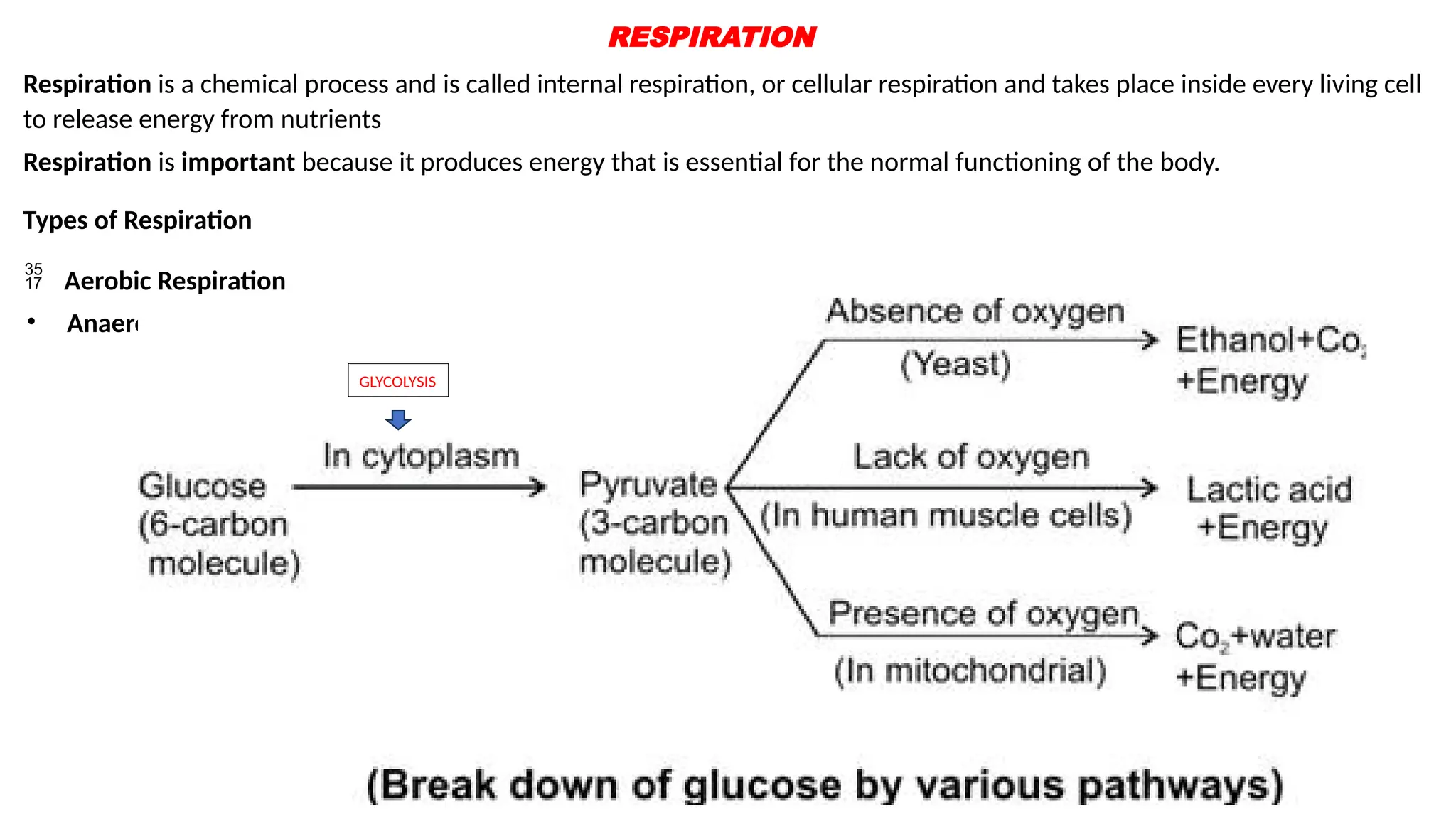 Respiration SYSTEM OF HUMAN BODY IN DETAIL | PPTX