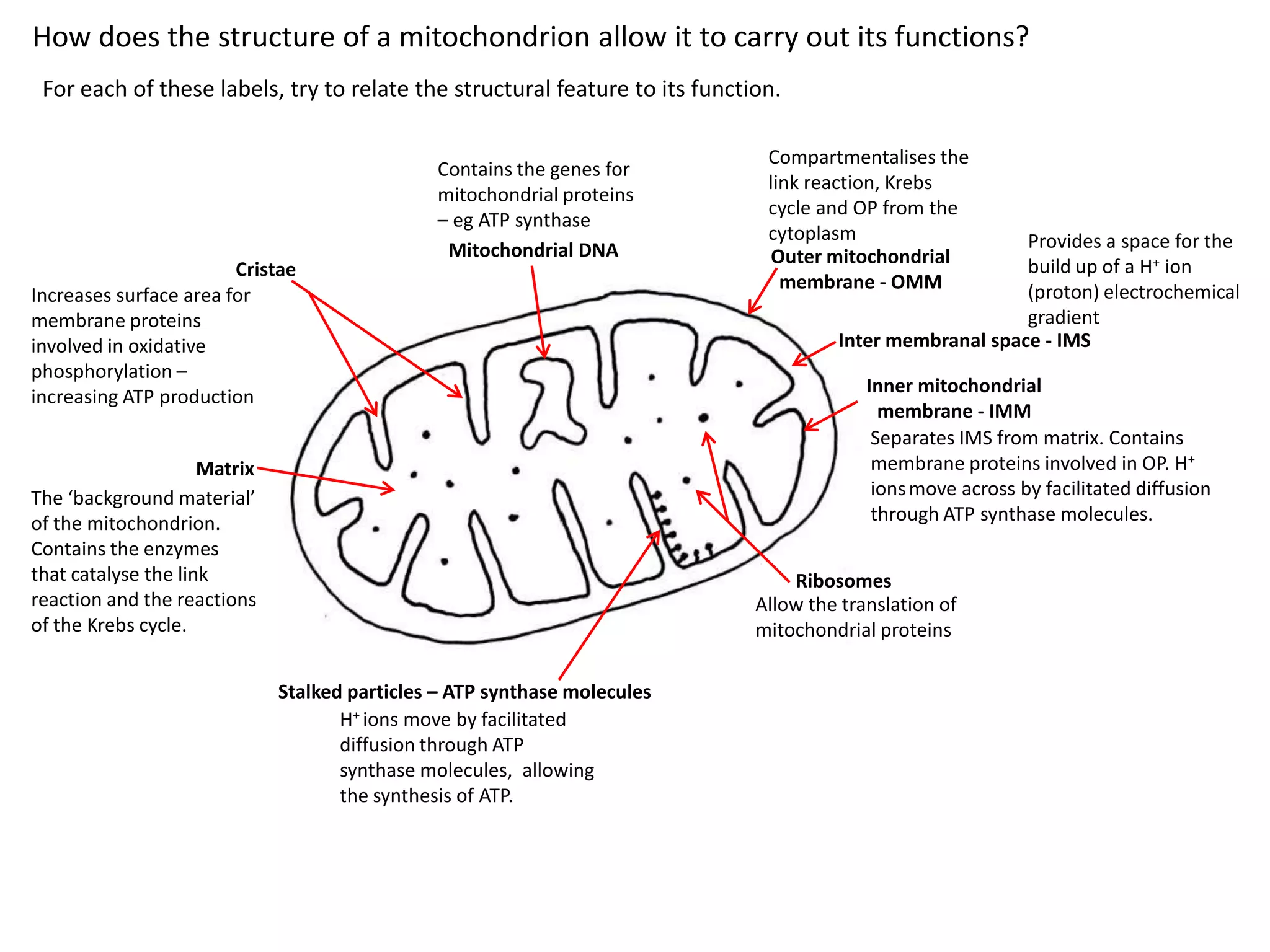 Respiration biochemistry | PPTX