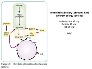 Respiration biochemistry | PPT