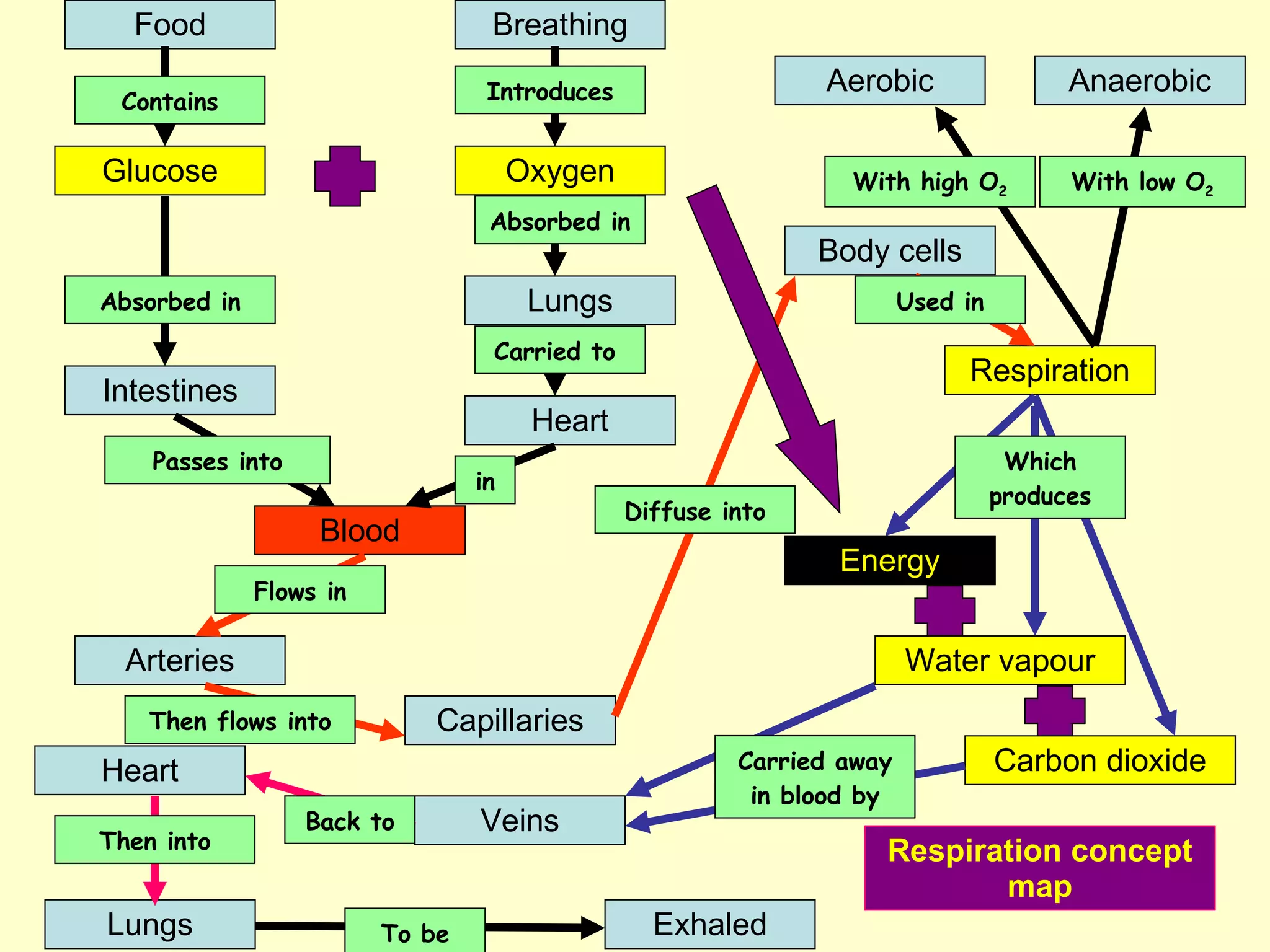 Respiration Concept Map | PPT
