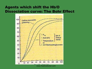 Respiration Gas Exchange | PPT