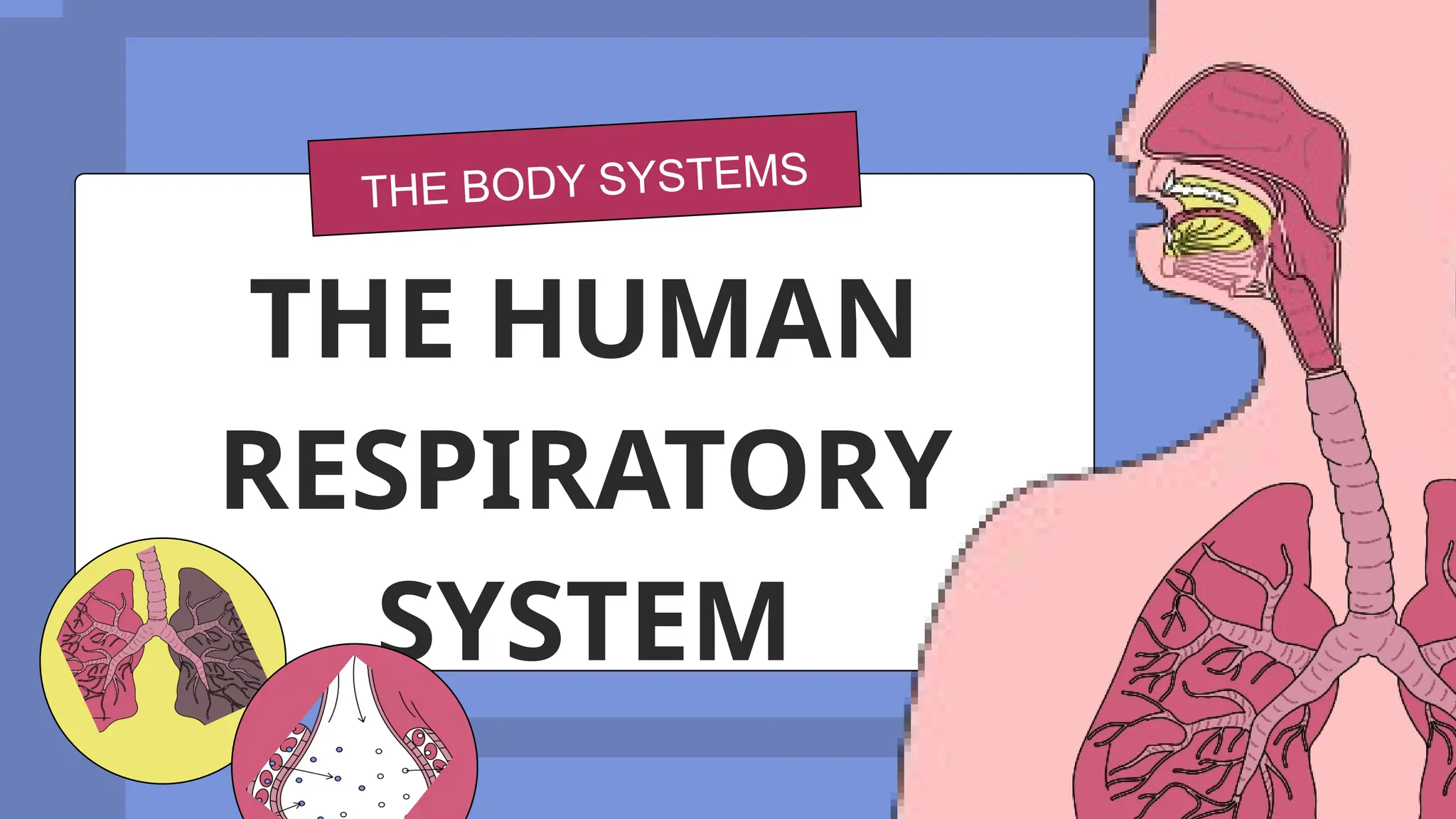 The Human Respiratory system for Grade 5 | PPTX