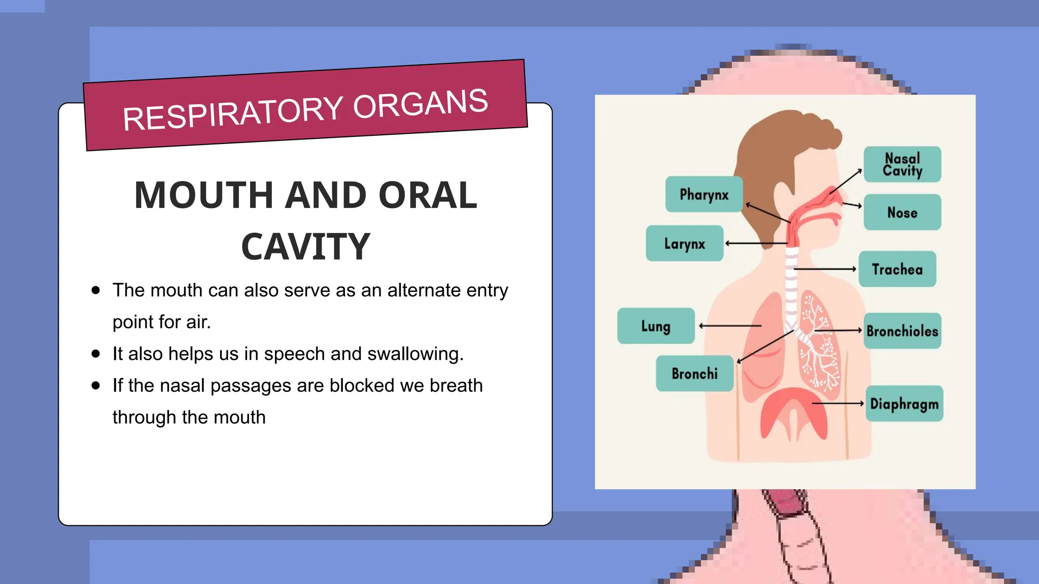 The Human Respiratory system for Grade 5 | PPTX