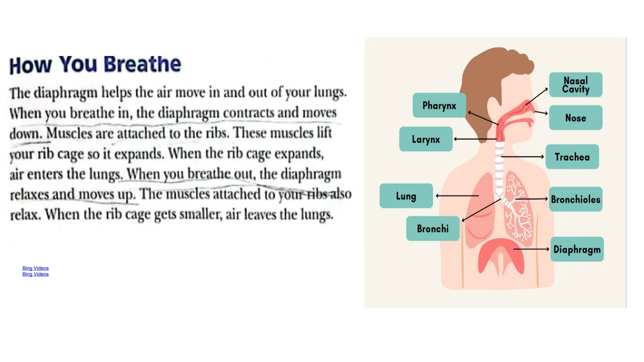 The Human Respiratory system for Grade 5 | PPTX