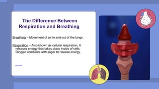 The Human Respiratory system for Grade 5 | PPTX