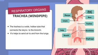 The Human Respiratory system for Grade 5 | PPTX