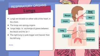 The Human Respiratory system for Grade 5 | PPTX