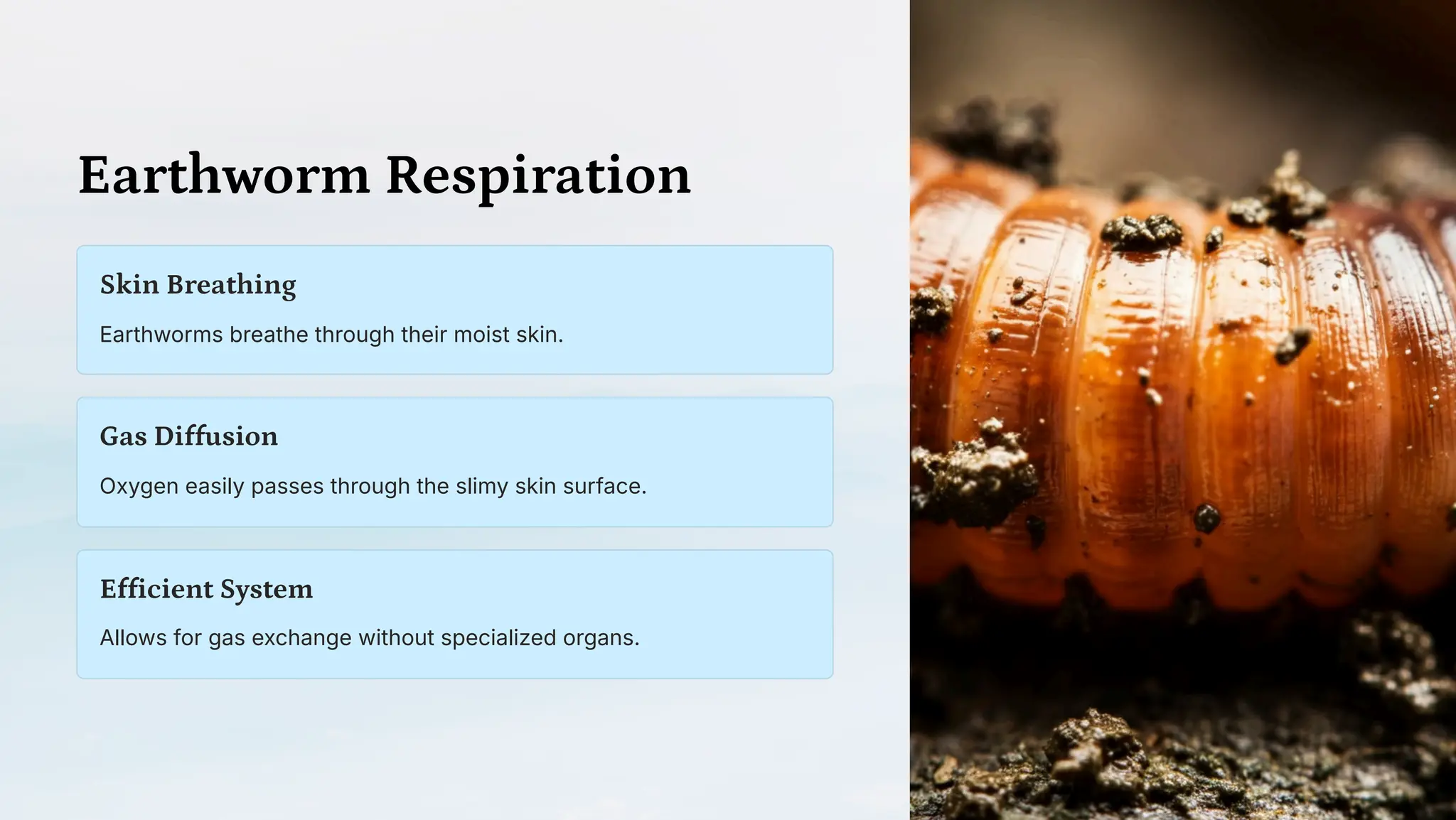 Respiration-in-Organisms.pdf 7TH CLASS PDF | PDF
