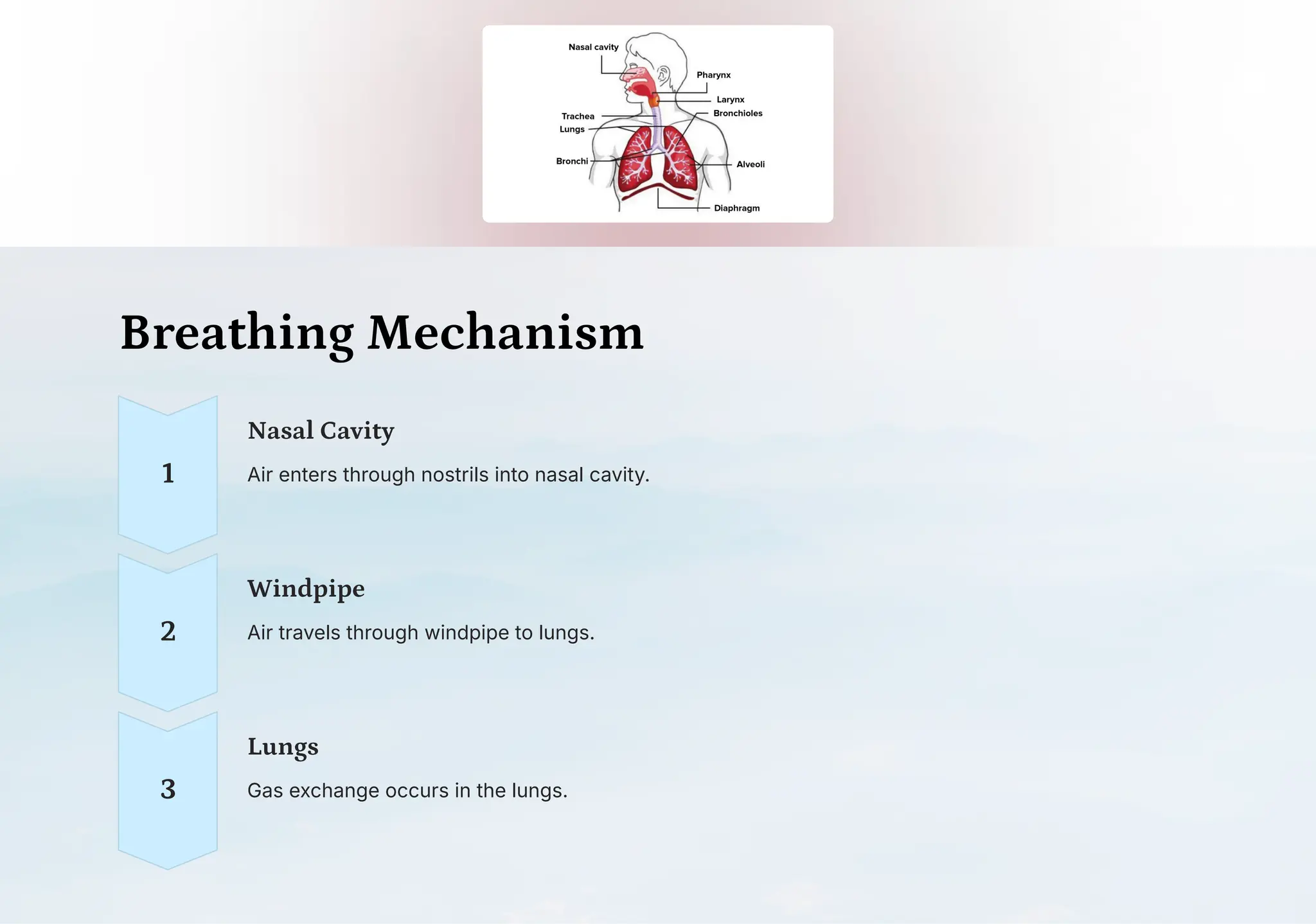 Respiration-in-Organisms.pdf 7TH CLASS PDF | PDF