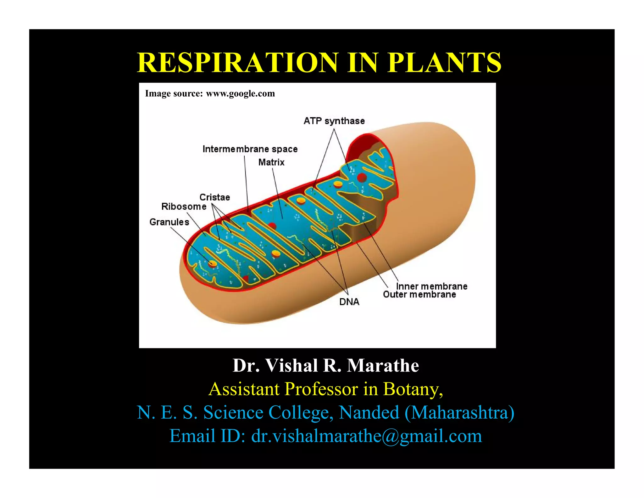Respiration in Plants (Types) | PDF