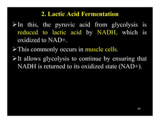 Respiration in Plants (Types) | PDF