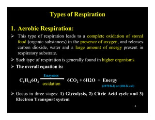 Respiration in Plants (Types) | PDF
