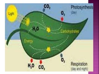 Respiration life processes | PPTX