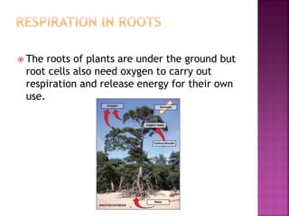 Respiration life processes | PPTX