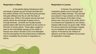 Respiration-Relating-to-Post-Harvest.pptx