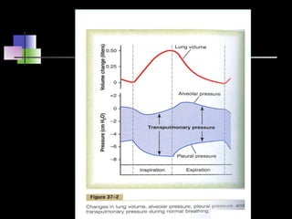 Respiration Ventilation | PPT