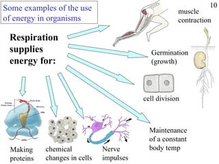 Respiration reaction in living organisms | PPTX