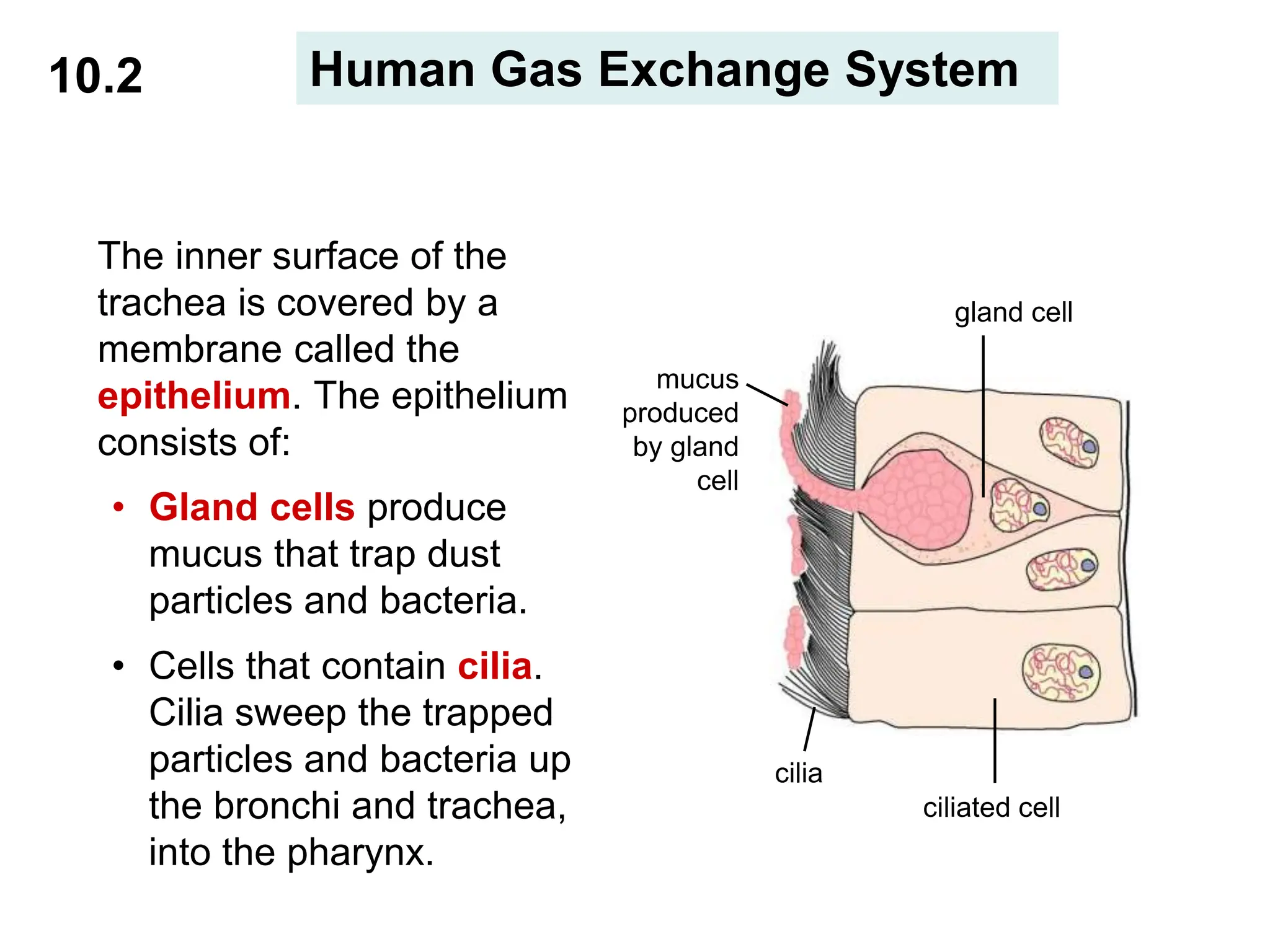 Respiration o-level combined biology 1 (2).pptx