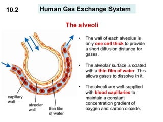 Respiration o-level combined biology 1 (2).pptx