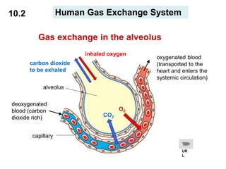 Respiration o-level combined biology 1 (2).pptx