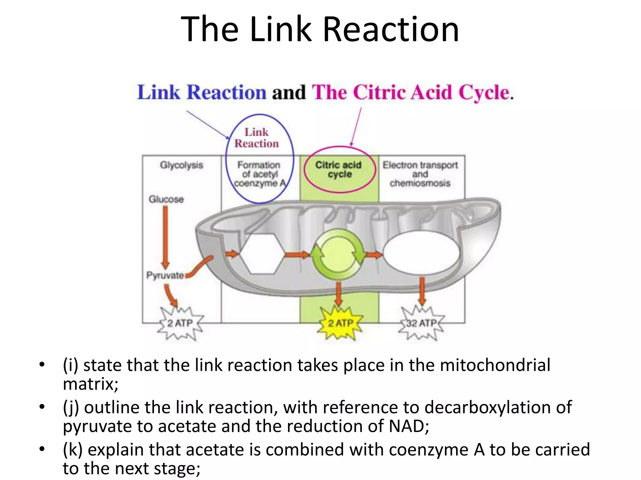 Respiration 4 link and krebs | PPTX