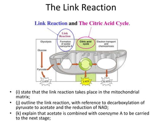 Respiration 4 link and krebs | PPTX