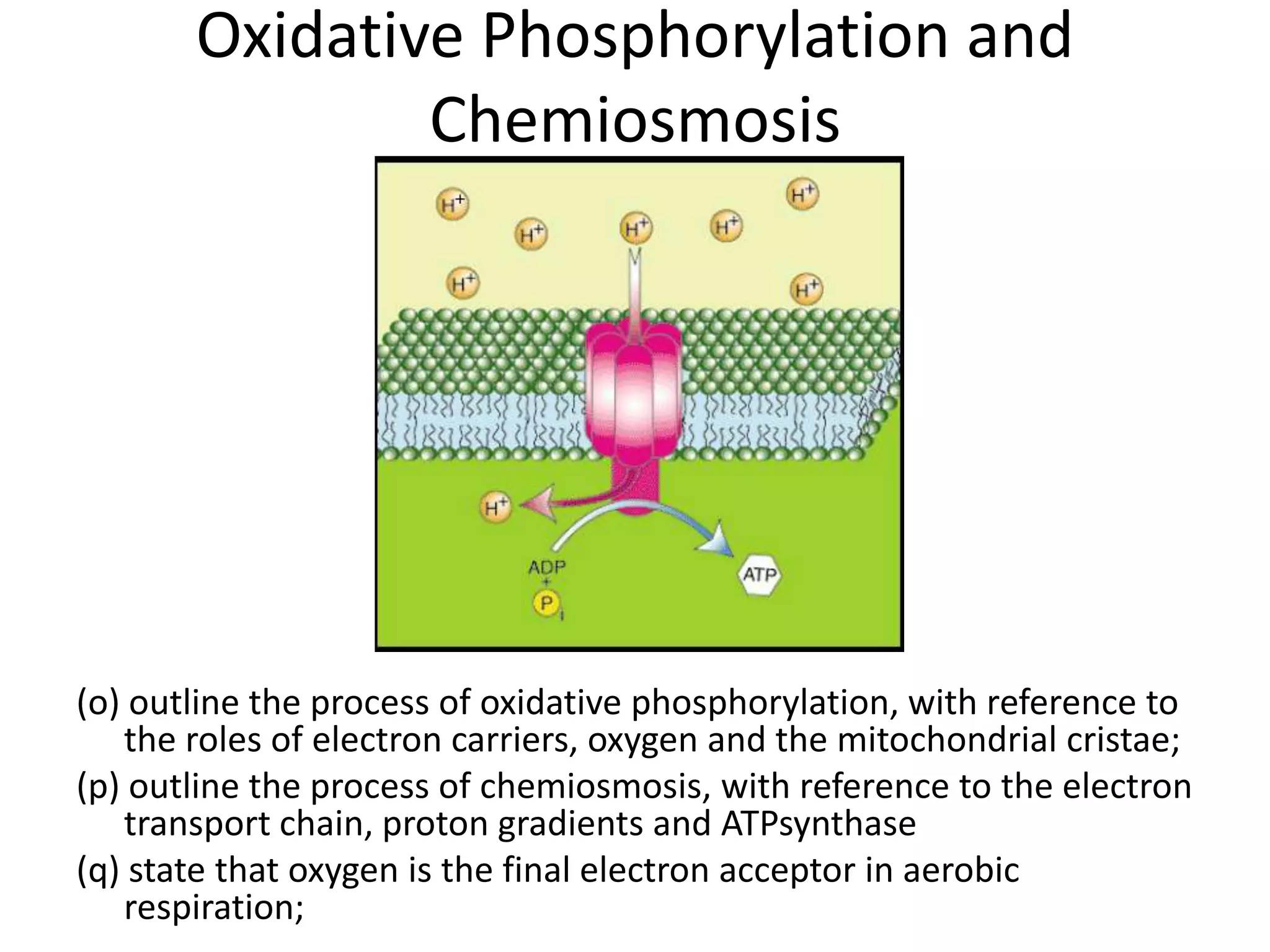 Respiration 5 oxidative phosphorylation and chemiosmosis | PPTX