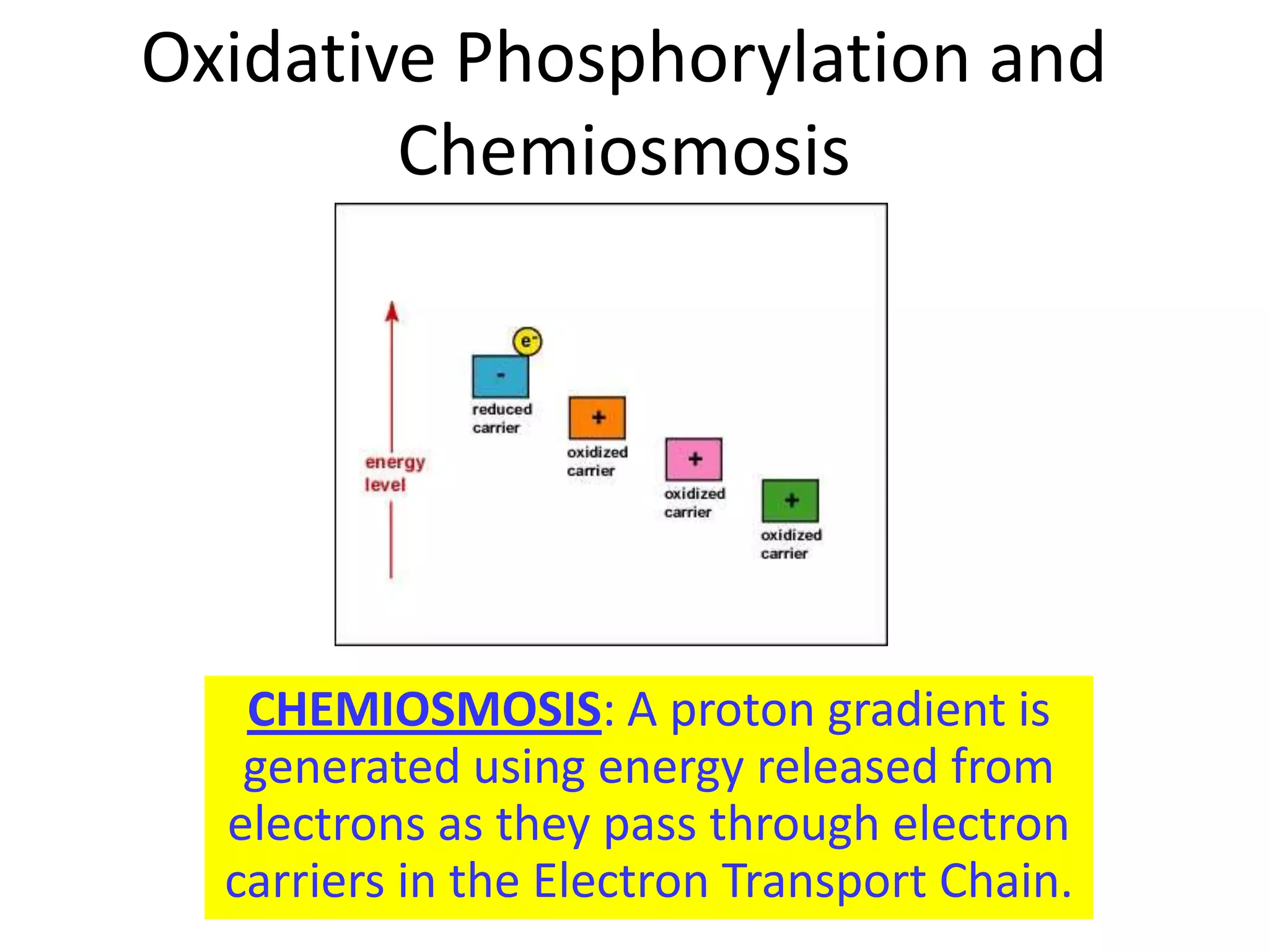 Respiration 5 oxidative phosphorylation and chemiosmosis | PPTX