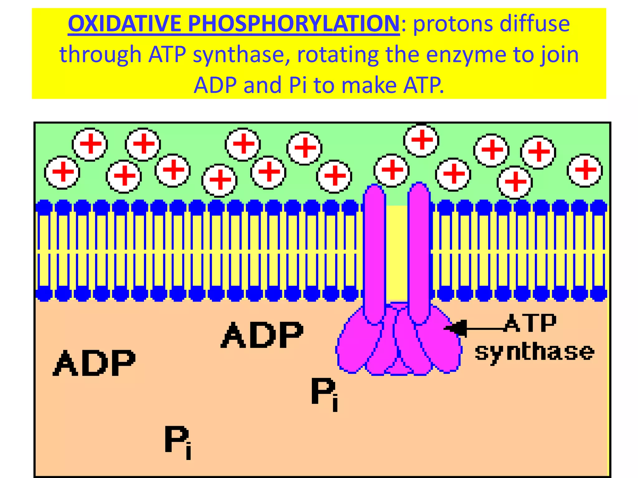 Respiration 5 oxidative phosphorylation and chemiosmosis | PPTX