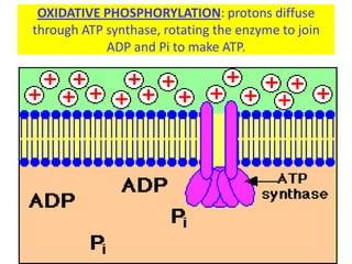 Respiration 5 oxidative phosphorylation and chemiosmosis | PPTX