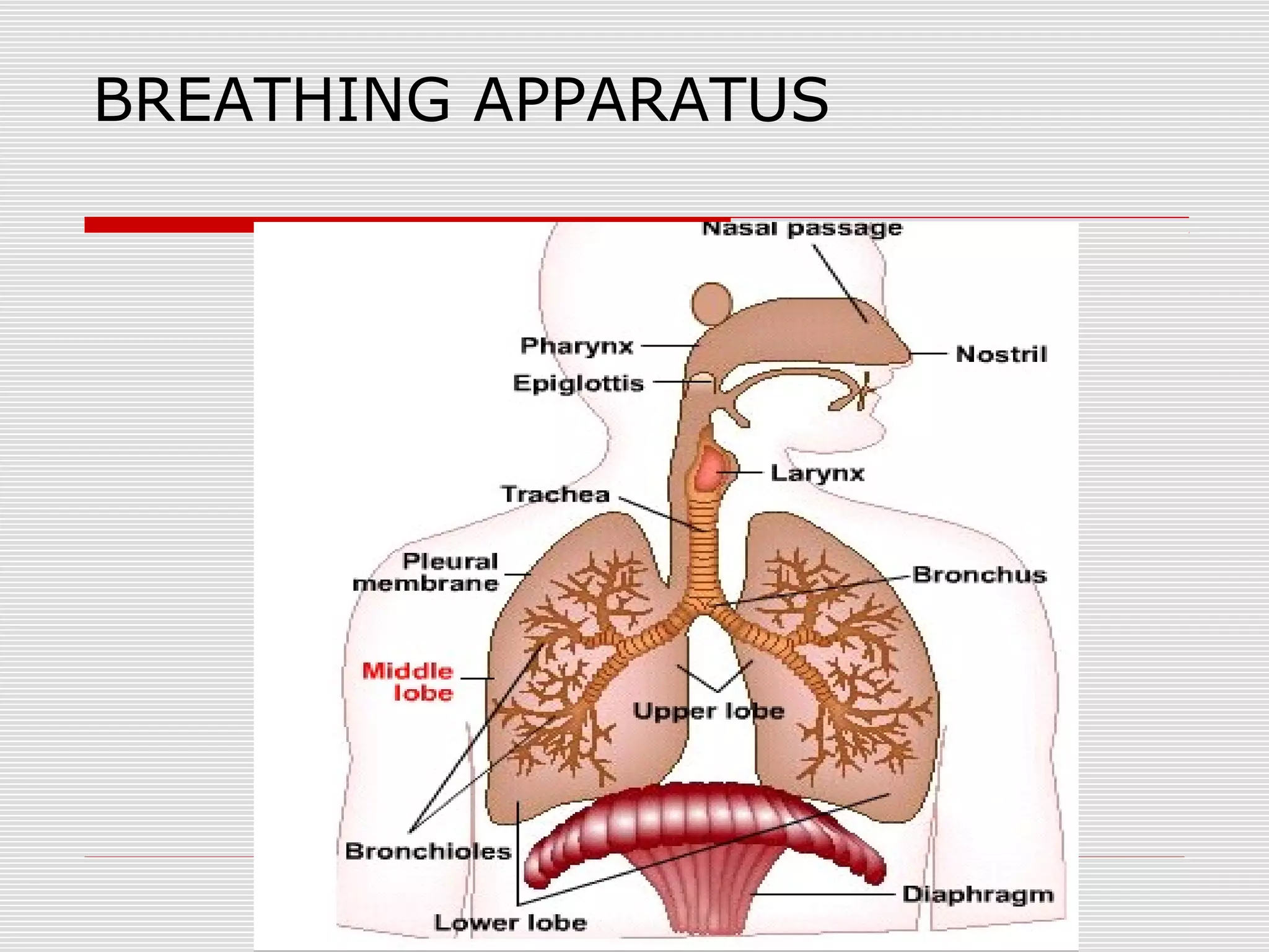 10. Respiration in Organism by Dilip Kumar Chandra | PPT